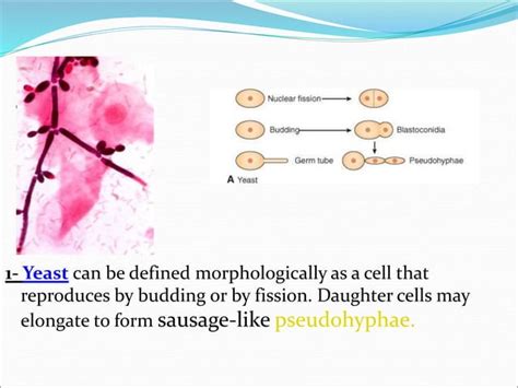 Fungal Classification Structure And Replication Ppt Gardening Home Garden