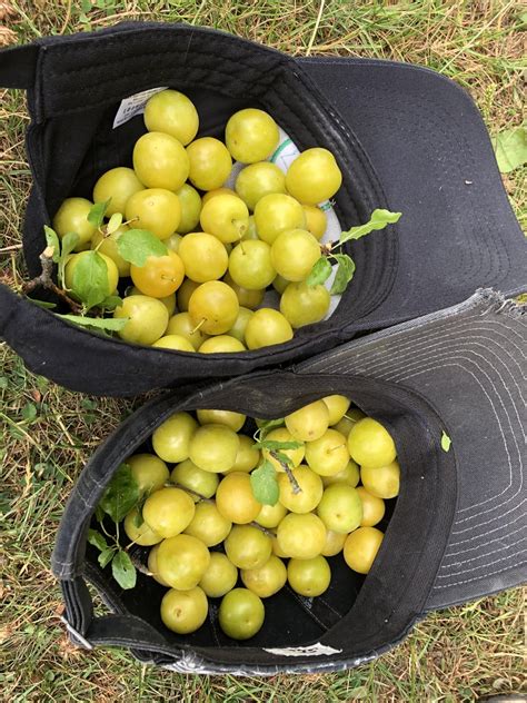 Found Some Tiny Plums R Foraging