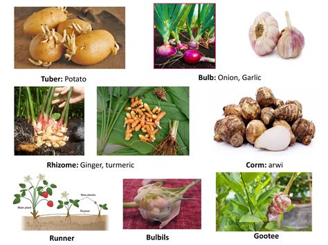 Modes Of Reproduction In Crop Plants Pdf