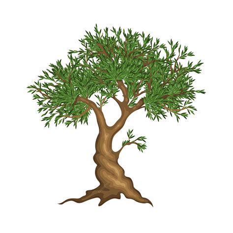 Premium Vector Olive Tree Vector Illustration Isolated On White