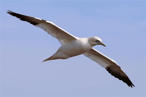 White Birds With Black Tipped Wings Global Birding Initiative
