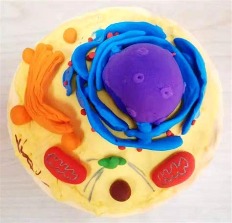 当手作遇到匠心 高一生物组举行“真核细胞三维结构模型构建”比赛 建构