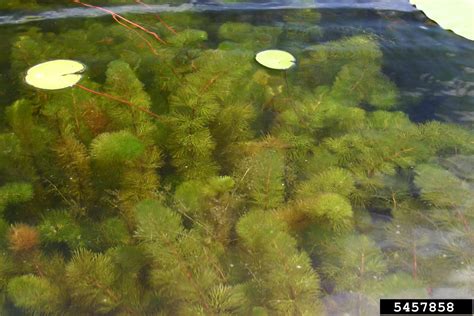 Twoleaf Watermilfoil Myriophyllum Heterophyllum Michx