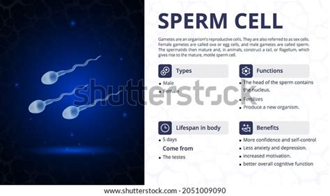 Structure Function Types Sperm Cell Vector Stock Vector Royalty Free 2051009090 Shutterstock