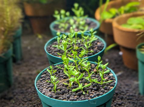 前景草 E Scape Online