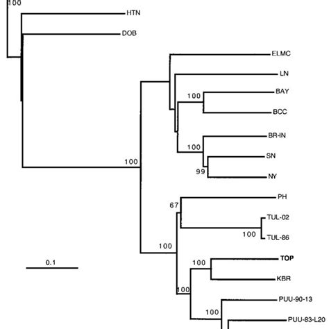 Phylogenetic Trees Phylip Of Hantavirus S A M B And Partial L Download Scientific