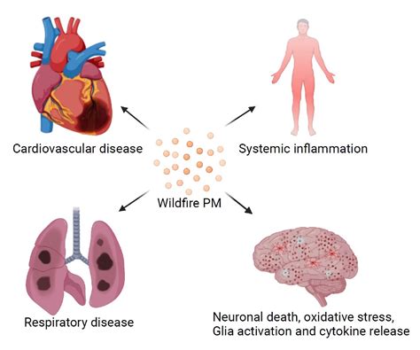 Environmental Health Impacts Of Wildfires Environmental Health