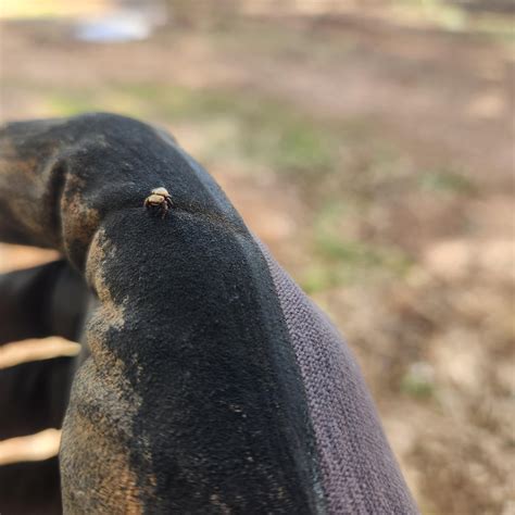 Id For Both Central Nsw Rspiders