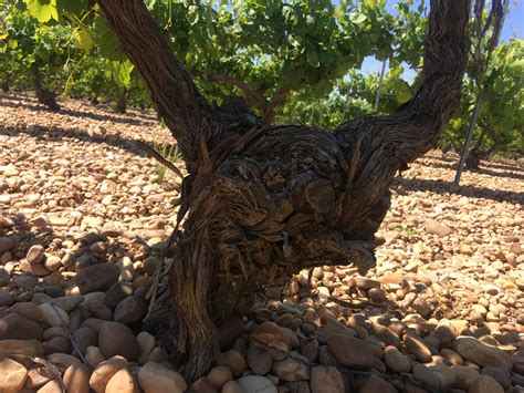 Vineyards Bodegas Boada