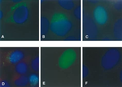 Subcellular Localization Of The Two Forms Of Wt And Mutant Rlk Gfp
