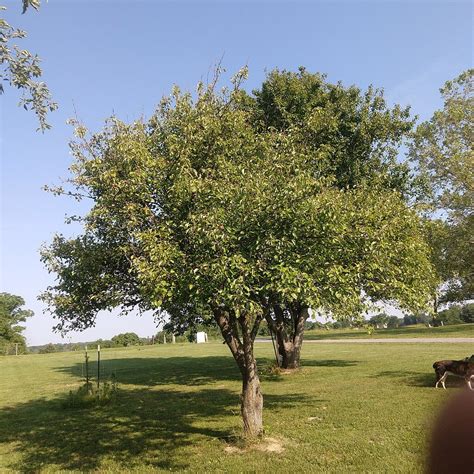 Pear Tree Identification General Fruit Growing Growing Fruit