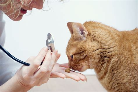 Infeksi Chlamydia Pada Kucing Chlamydiosis Pawlyclinic
