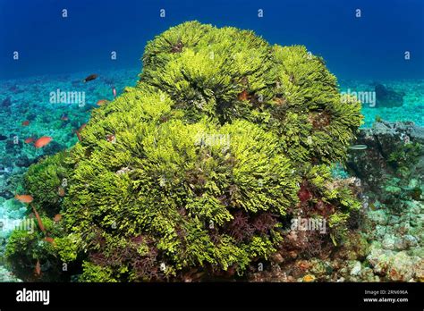 Bush Halimeda Green Algae Halimeda Great Barrier Reef Unesco World Heritage Site Coral Sea