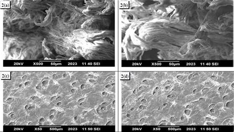 Scanning Electron Micrographs Of Cross Section Of Collagen Fibre X500 Download Scientific