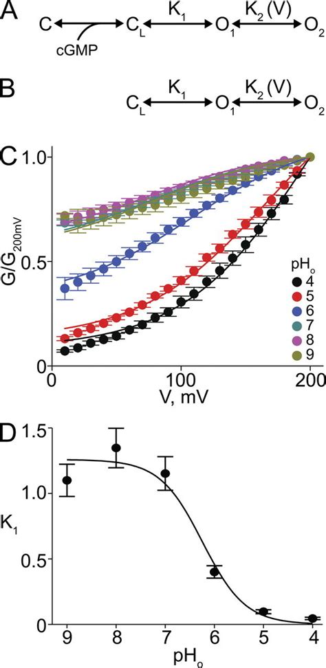 Analysis Of Voltage Gating Produced By Lowering Pho A And B Schemes
