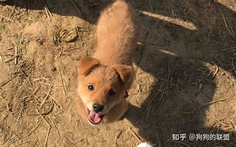 本土名犬中华田园犬它的优点众人点赞 知乎