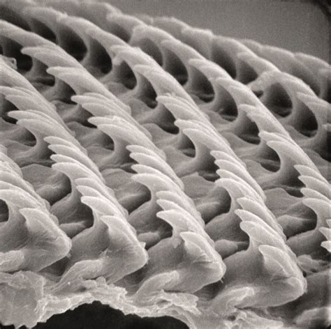How Many Teeth Does A Snail Have How It Works