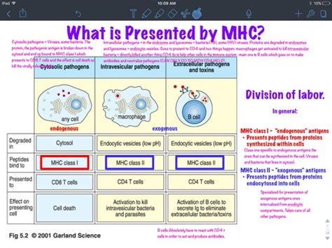 MHC Molecules Flashcards Quizlet