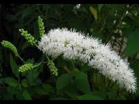 #Цимицифуга #Cimicifuga Garden flowers220 Декоративные растения - YouTube