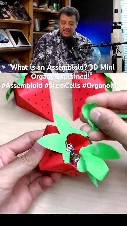What Is An Assembloid 3d Mini Organs Explainedhashtagsassembloid