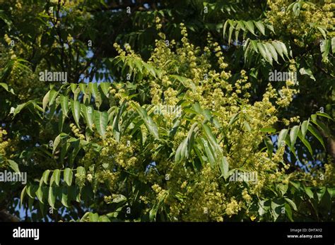 Tree Of Heaven Stock Photo Alamy