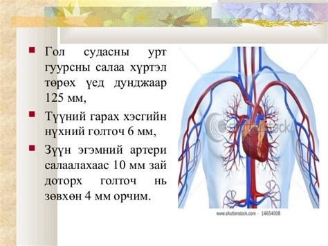 зүрх судас цусны онцлог
