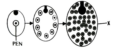 In The Given Diagram X Represents
