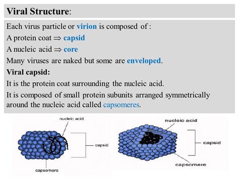 General Virus Structure