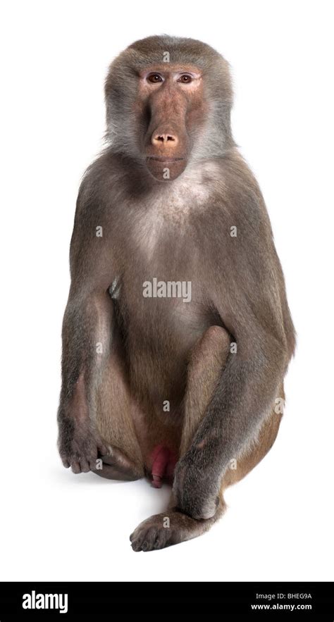 Baboon Simia Hamadryas Sitting In Front Of White Background Stock