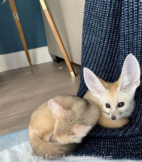 Juvenile Male Fennec Fox For Sale