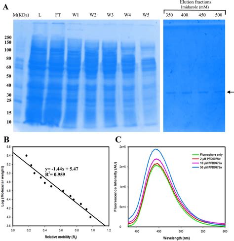 Purification Determination Of Molecular Weight And Substrate Binding Download Scientific