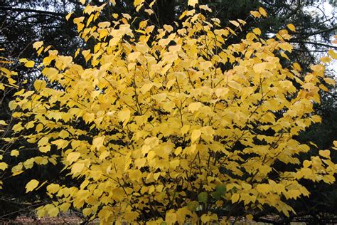 Lindera Obtusiloba Pan Global Plants