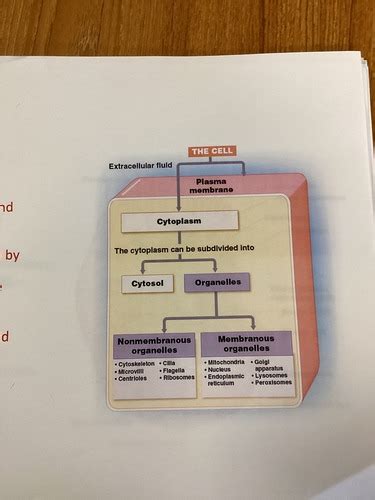 Cell Structure And Cell Division Lab Flashcards Quizlet