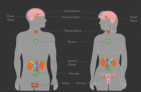 The Endocrine System—a Brief Overview Nutrition Health Review