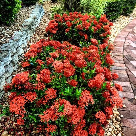 Ixora Mini Dwarf White Flowering Shrubs