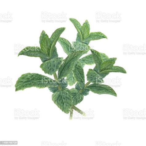 하얀 배경에 분리된 민트 지점의 꽃다발 신선한 향기로운 녹색 잎의 수채화 그림입니다 카드 디자인 전단지 포스터 라벨 인쇄 배너