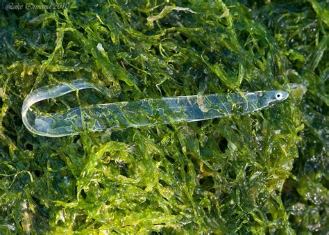 Glass Eels Ireland At Missy Lynch Blog