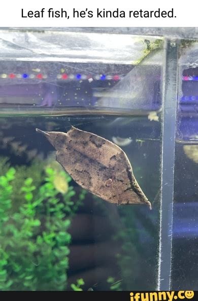 Leaf Fish Hes Kinda Retarded Ifunny