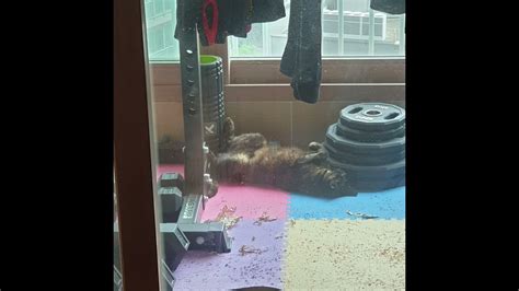 귀여운 고양이 사진들 Youtube