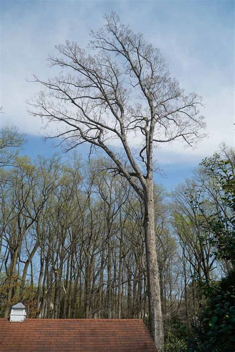 Md Emergency Tree Services And Crane Services 443 678 9457