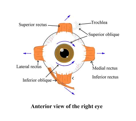 The Eye Rotates In The Orbit By A6 Musclesb3 Musclesc4 Musclesd5 Muscles