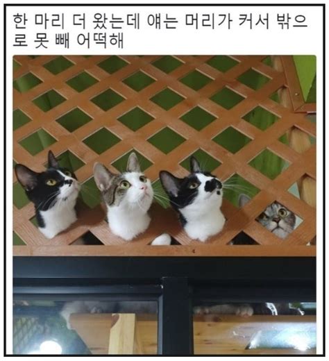 Windowsapi 12주차 Thread사용하기