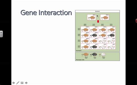 What Is Gene Interaction Differentiate Allelic From Non Allelic