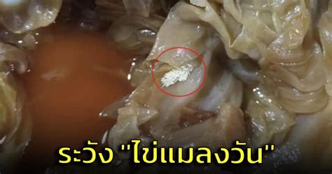 สาวแชร์เพื่อเตือนภัย พบ ไข่แมลงวัน ในจานอาหาร หลังเผลอหยิบของแป๊บเดียว