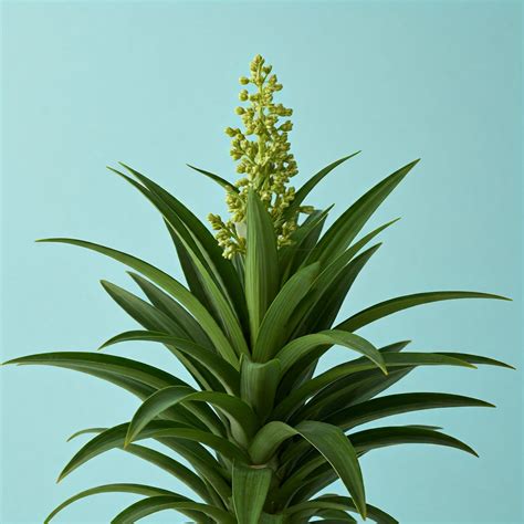 Core Data Services Cds For Beginners By Satyasri Akula Sap