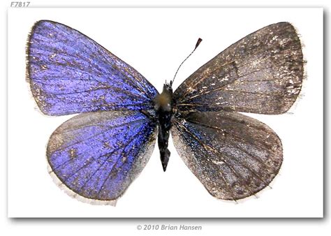 An Awesome Little Butterfly The Skeptical Moth