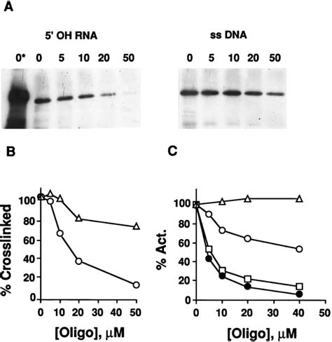 Domain Structure Of The Vaccinia Virus Mrna Capping Enzyme Journal Of Biological Chemistry