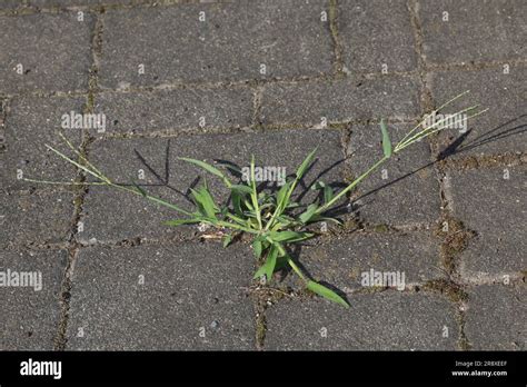 Blutrote Fingerhirse Blut Fingerhirse Blut Fingergras Digitaria