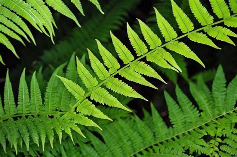 Fern Leaf Delicate Bright Green Fronds Premium Ai Generated Image