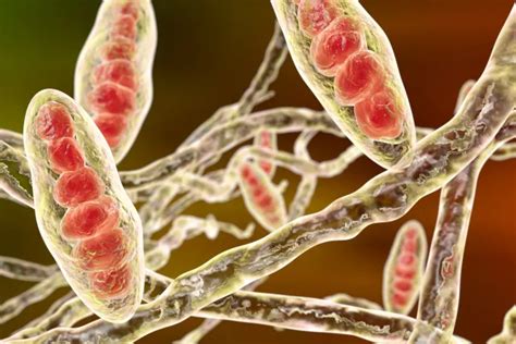 Does Bleach Kill Ringworm On Fabric And Surfaces Clorox™